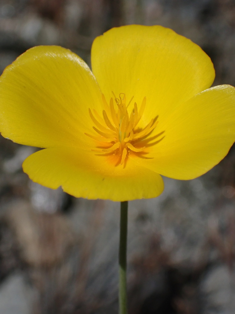 San Benito poppy in April 2023 by Aaron Echols · iNaturalist