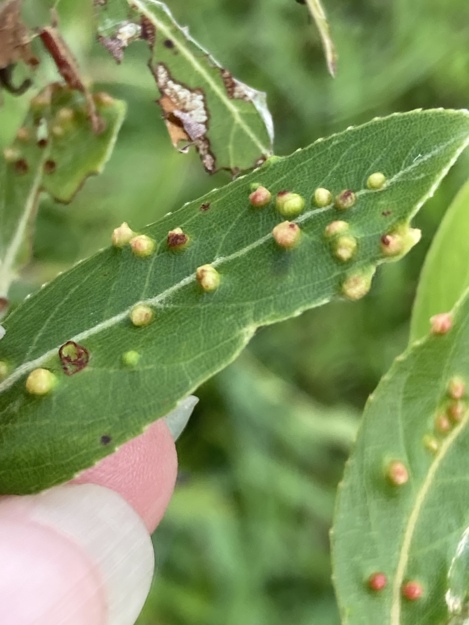 Aculus tetanothrix (Nalepa, 1889)