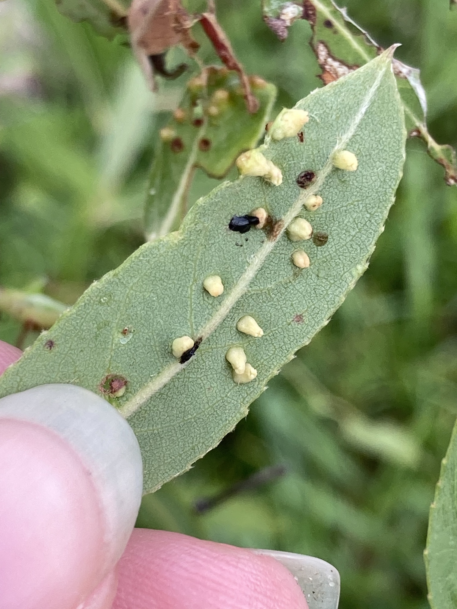 Aculus tetanothrix (Nalepa, 1889)