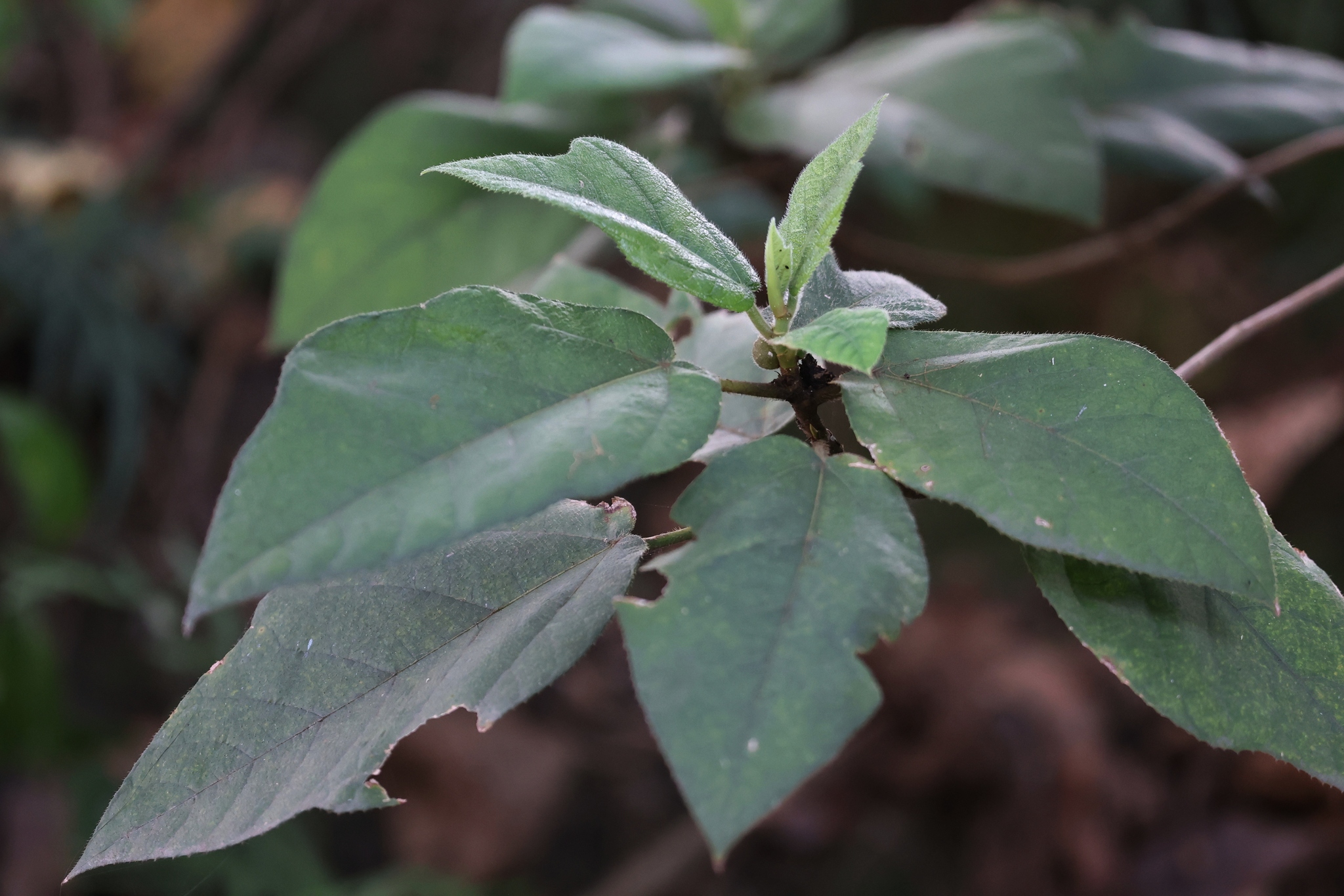Ficus simplicissima Lour.
