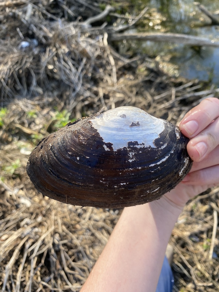 Giant Floater from Lloyd Ct, Columbia, MO, US on April 29, 2023 at 05: ...