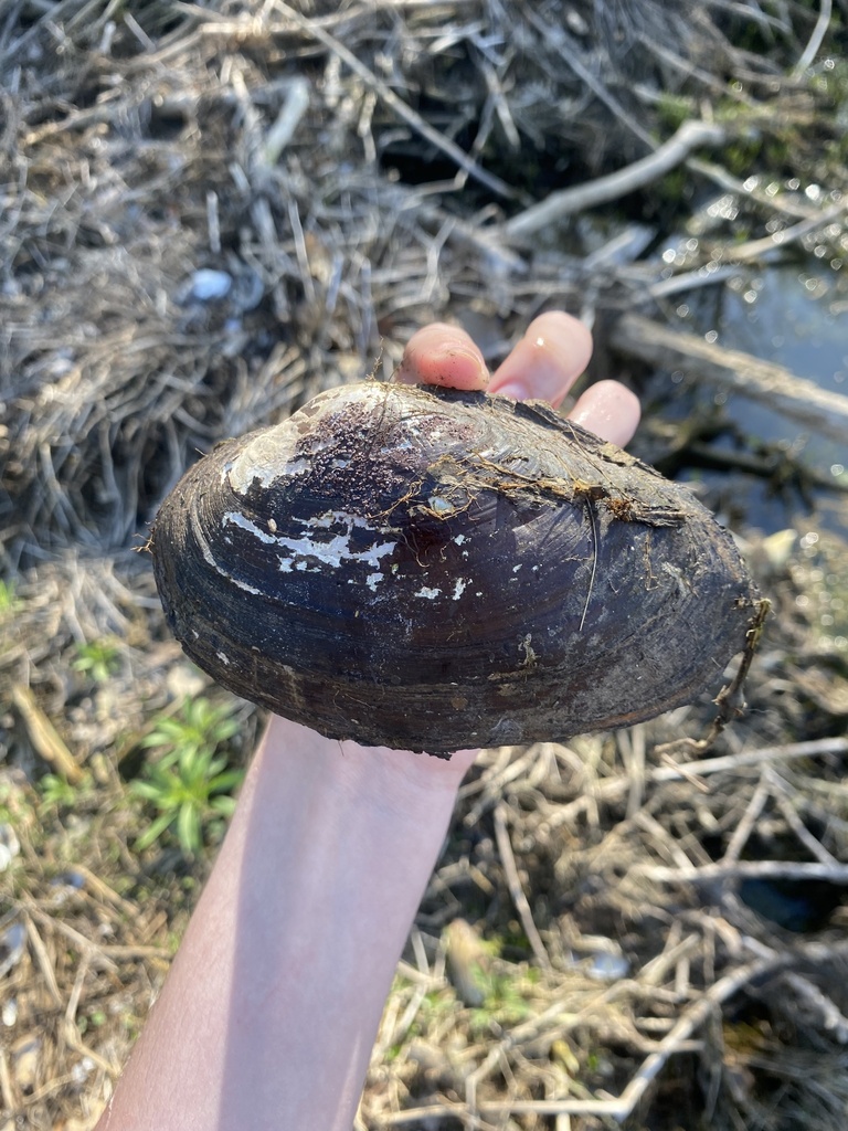 Giant Floater from Columbia, MO, US on April 29, 2023 at 05:25 PM by ...