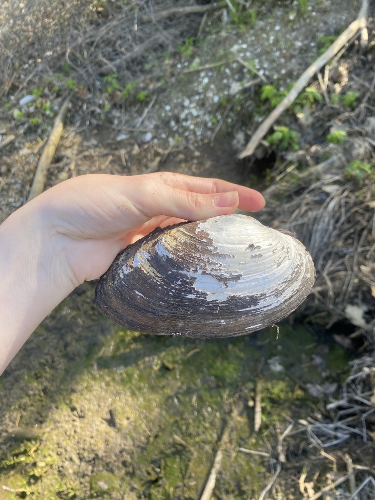 Giant Floater from Columbia, MO, US on April 29, 2023 at 05:25 PM by ...