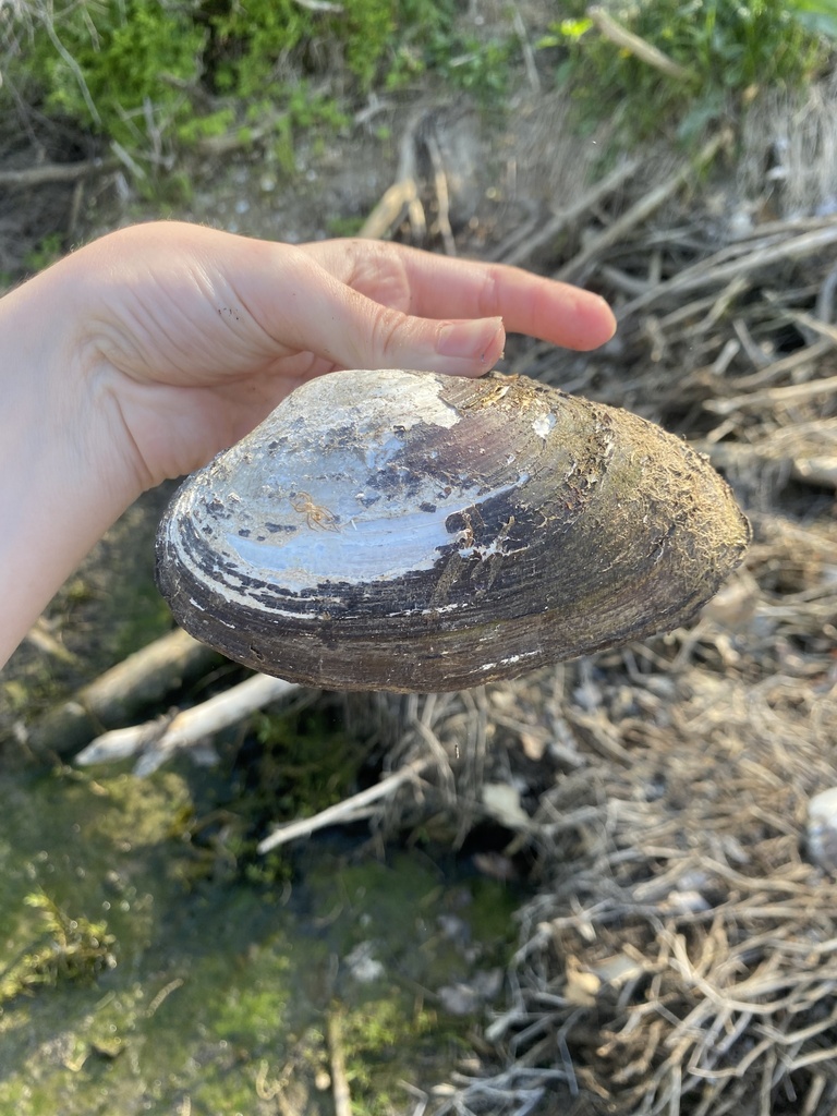 Giant Floater from Columbia, MO, US on April 29, 2023 at 05:25 PM by ...