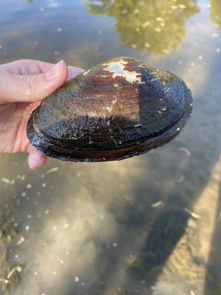 Giant Floater from Lloyd Ct, Columbia, MO, US on April 29, 2023 at 05: ...