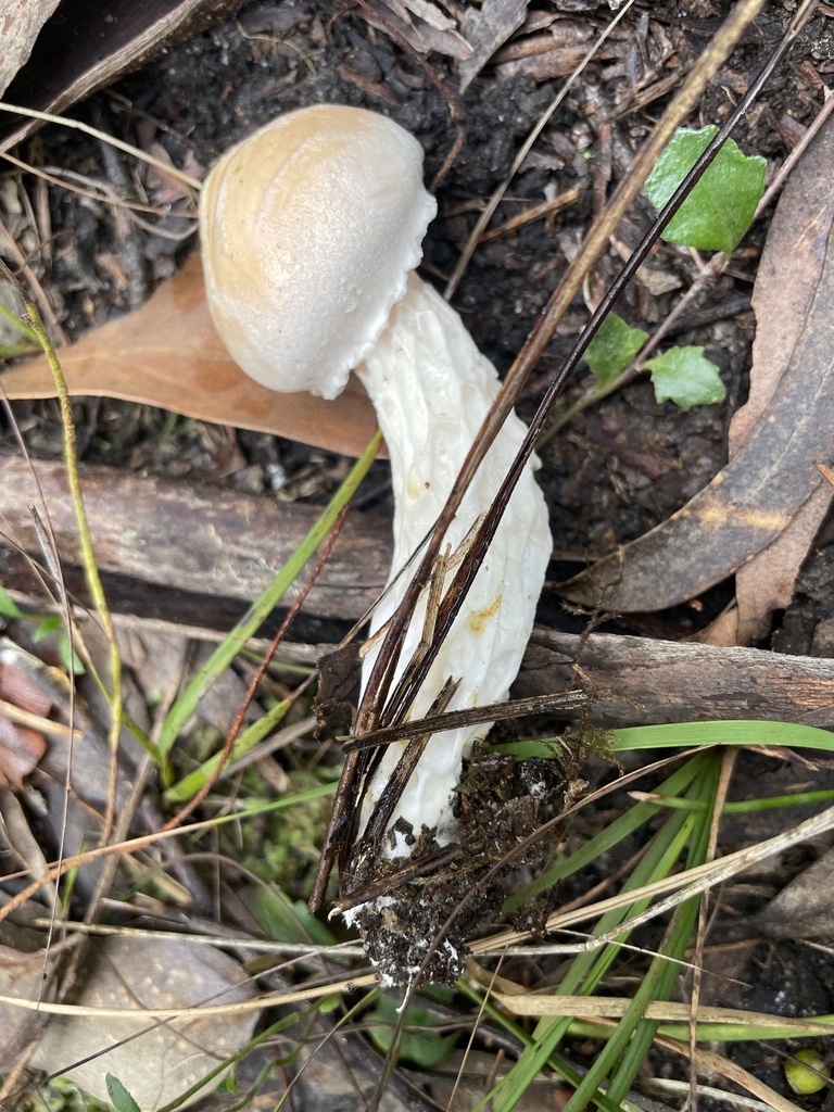 Snowy Bolete in April 2023 by fionn_agnew. Very slimy · iNaturalist