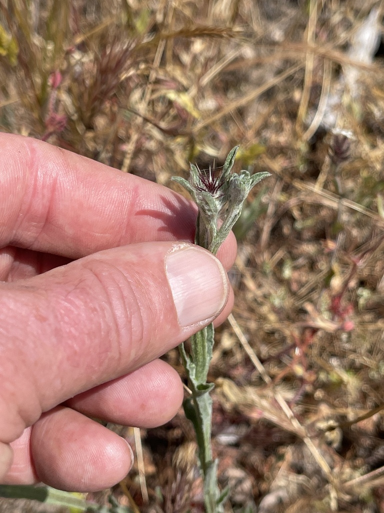 Maltese Star thistle From Fort Ord National Monument Marina CA US On maltese-star-thistle-from-fort-ord-national-monument-marina-ca-us-on
