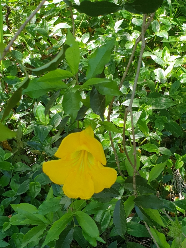 Catclaw vine in October 2018 by QuestaGame. Sighting and photos (c ...