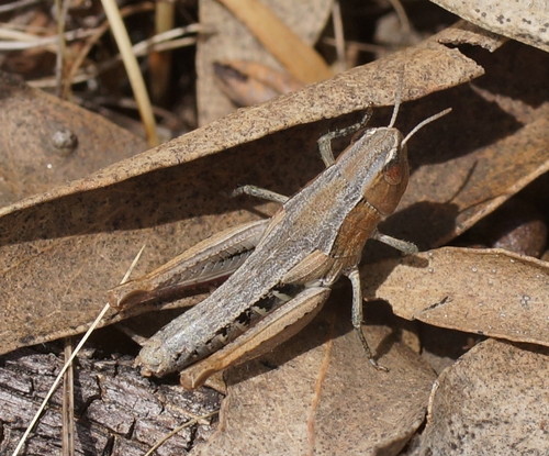 Perloccia evittata · iNaturalist