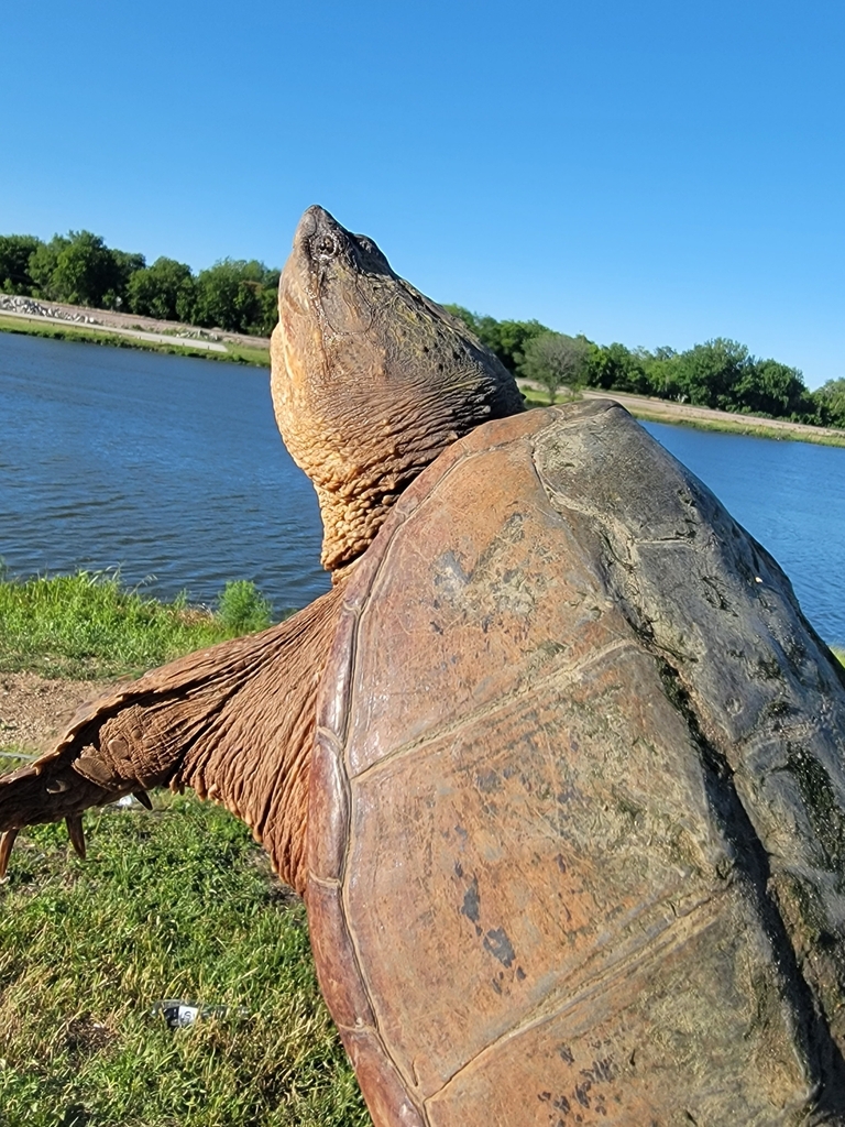 Common Snapping Turtle from Echo Lake Park, Brentmoor, Fort Worth, TX ...