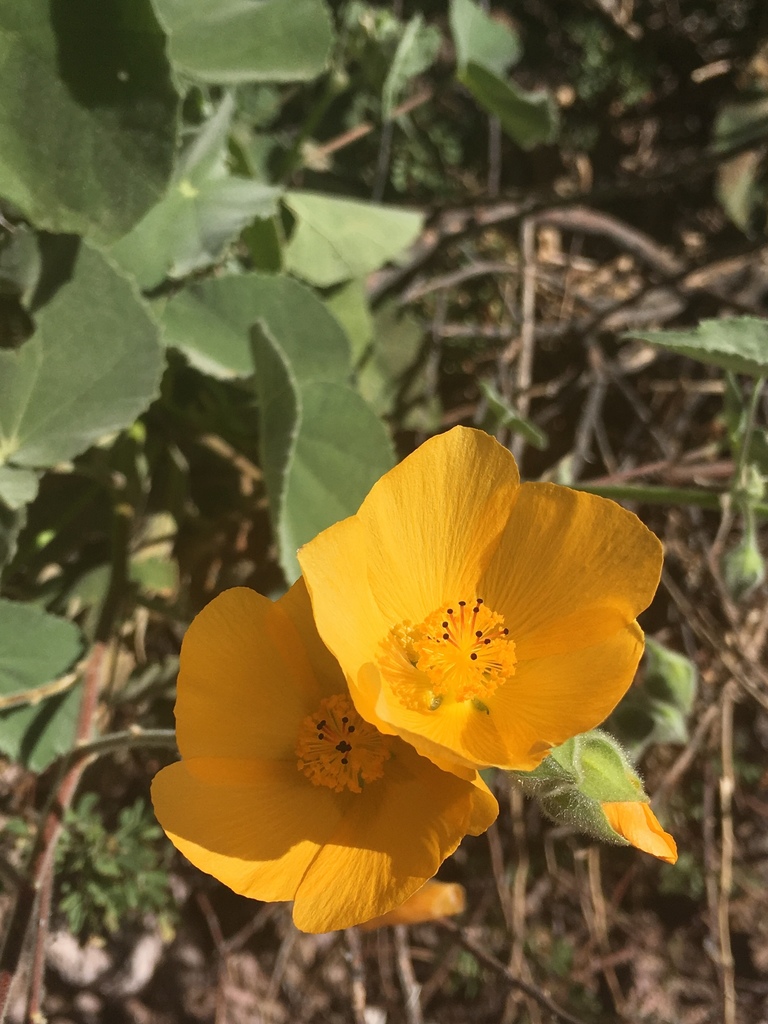 Palmer's Indian mallow (Plants of the New River wash west of Anthem, AZ ...