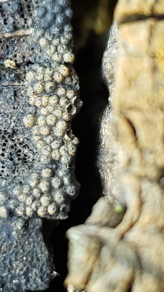 Annulohypoxylon truncatum from Iroquois Park, Louisville, KY, USA on ...