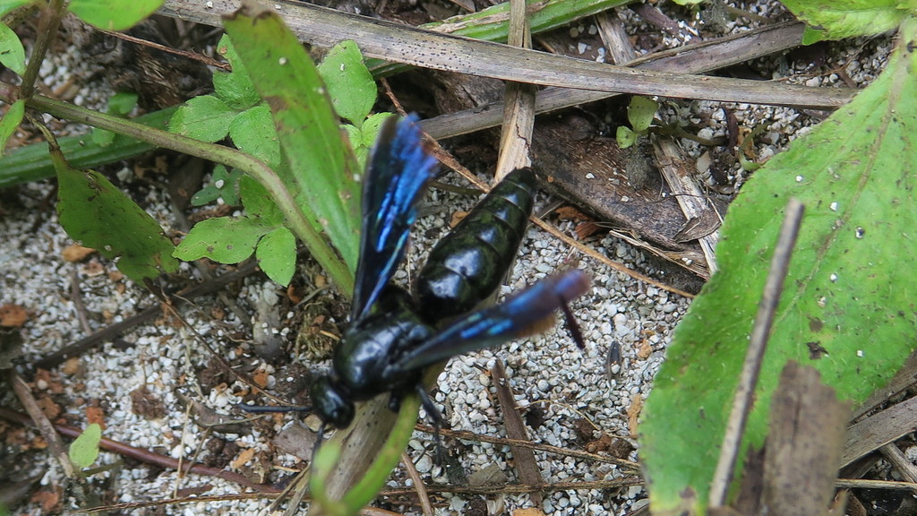 Austroscolia from Milne Bay Province, Papua New Guinea on October 1 ...