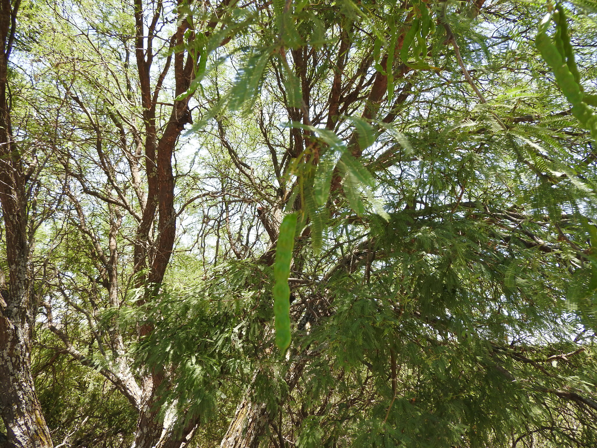 Prosopis laevigata (Humb. & Bonpl. ex Willd.) M.C.Johnst.