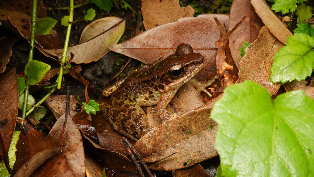 Amami Tip-nosed Frog in April 2023 by orthoptera-jp · iNaturalist
