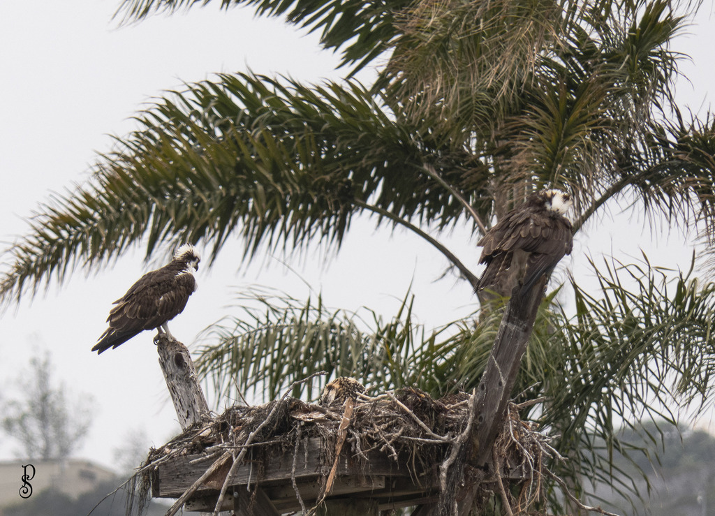 Osprey from La Playa, San Diego, CA, USA on April 29, 2023 at 03:45 PM ...