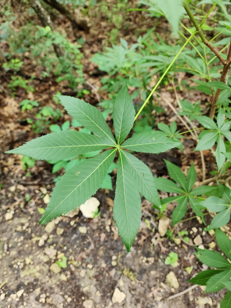 Texas Buckeye from Cedar Ridge Preserve on April 29, 2023 at 11:37 AM ...