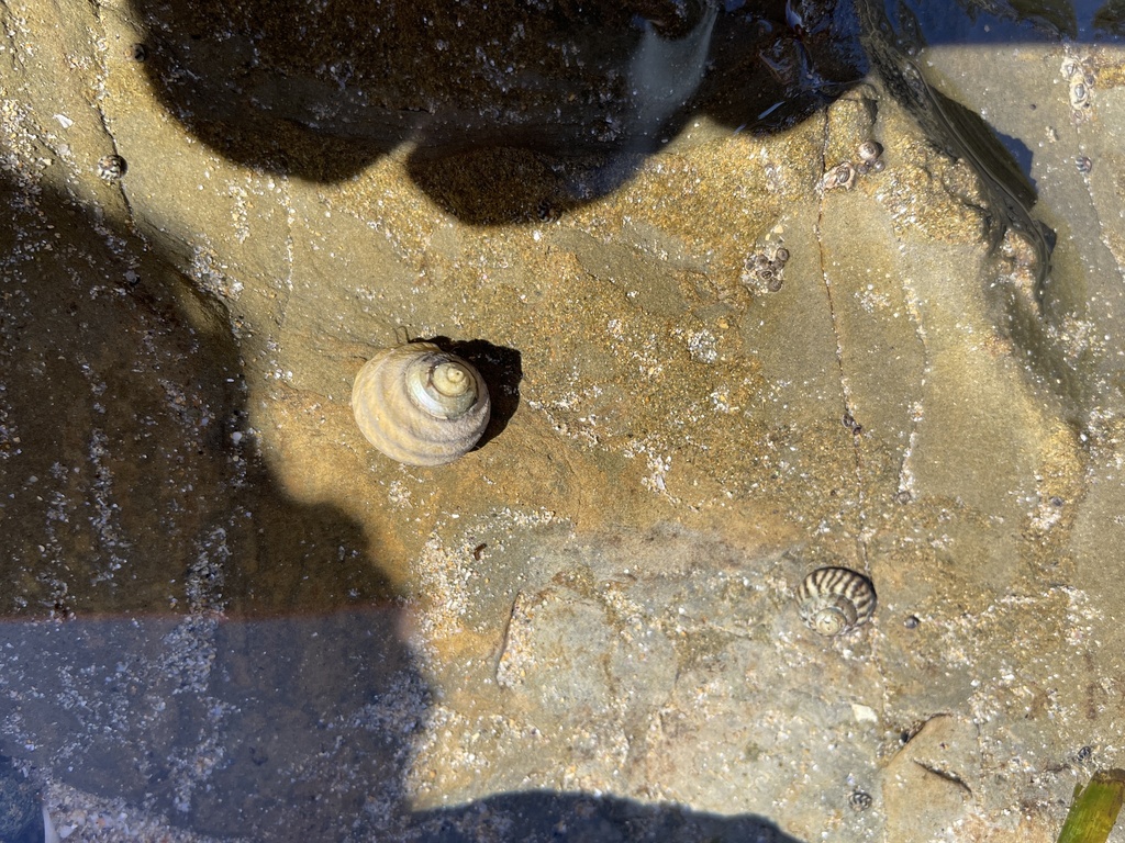 Southern ribbed top snail from Mountjoy Pde, Lorne, VIC, AU on April 30 ...