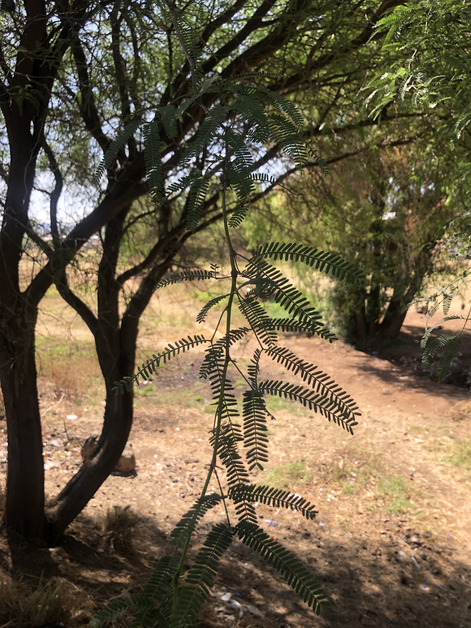 Prosopis laevigata (Humb. & Bonpl. ex Willd.) M.C.Johnst.