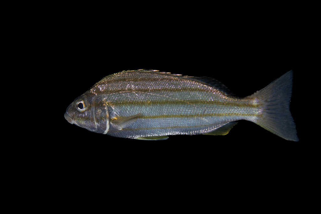 Eastern Striped Grunter from Fly Point, Nelson Bay NSW 2315, Australia ...