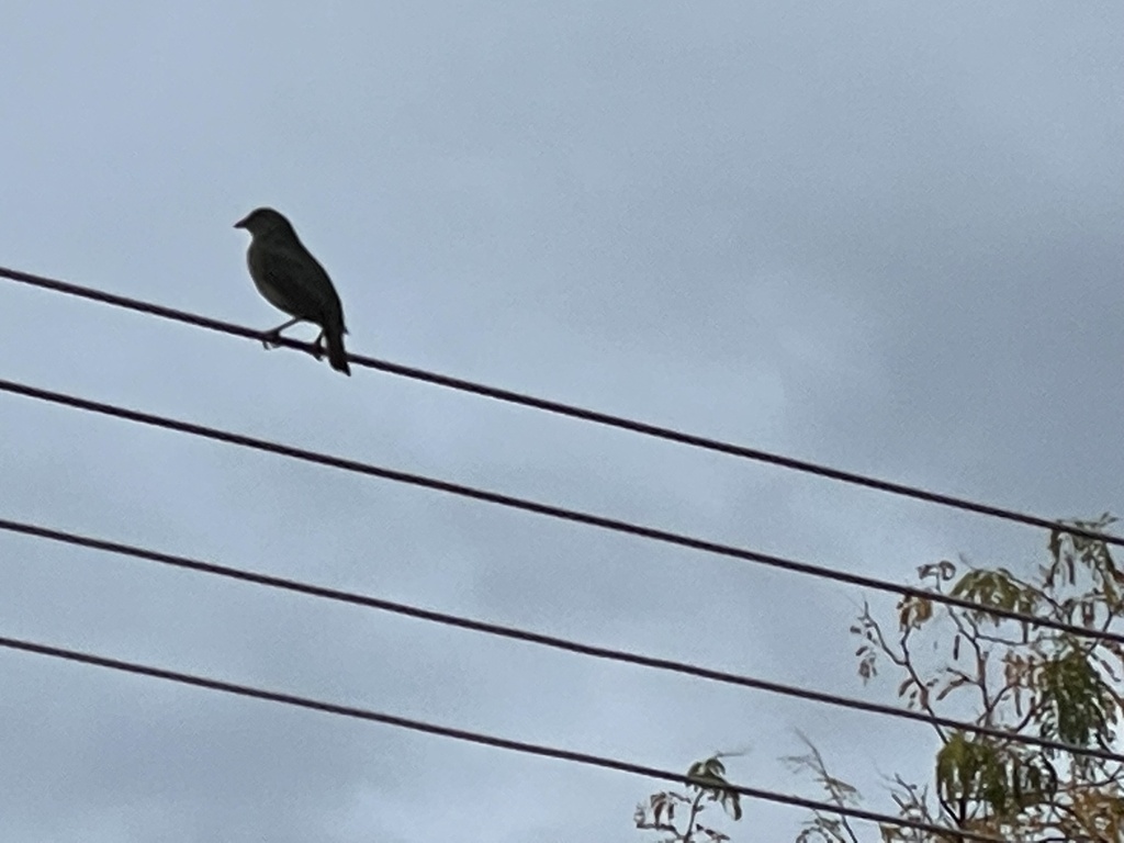 Satin Bowerbird from Doyle Tce, Chapman, ACT, AU on April 30, 2023 at ...