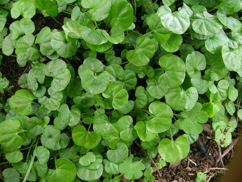 kidney weed (Pledge Nature Reserve: Indigenous Plants, Fungi and Mosses ...