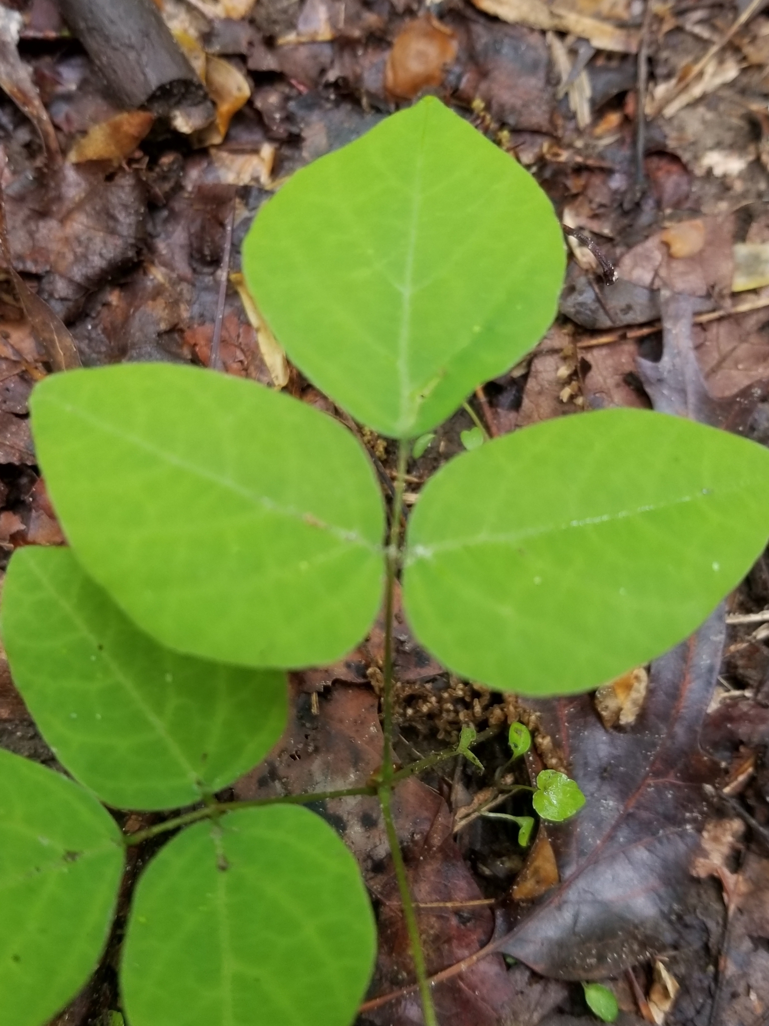 Amphicarpaea Elliott ex Nutt.
