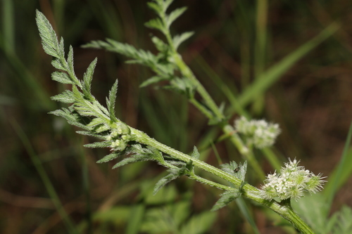 Subspecies Torilis nodosa nodosa · iNaturalist
