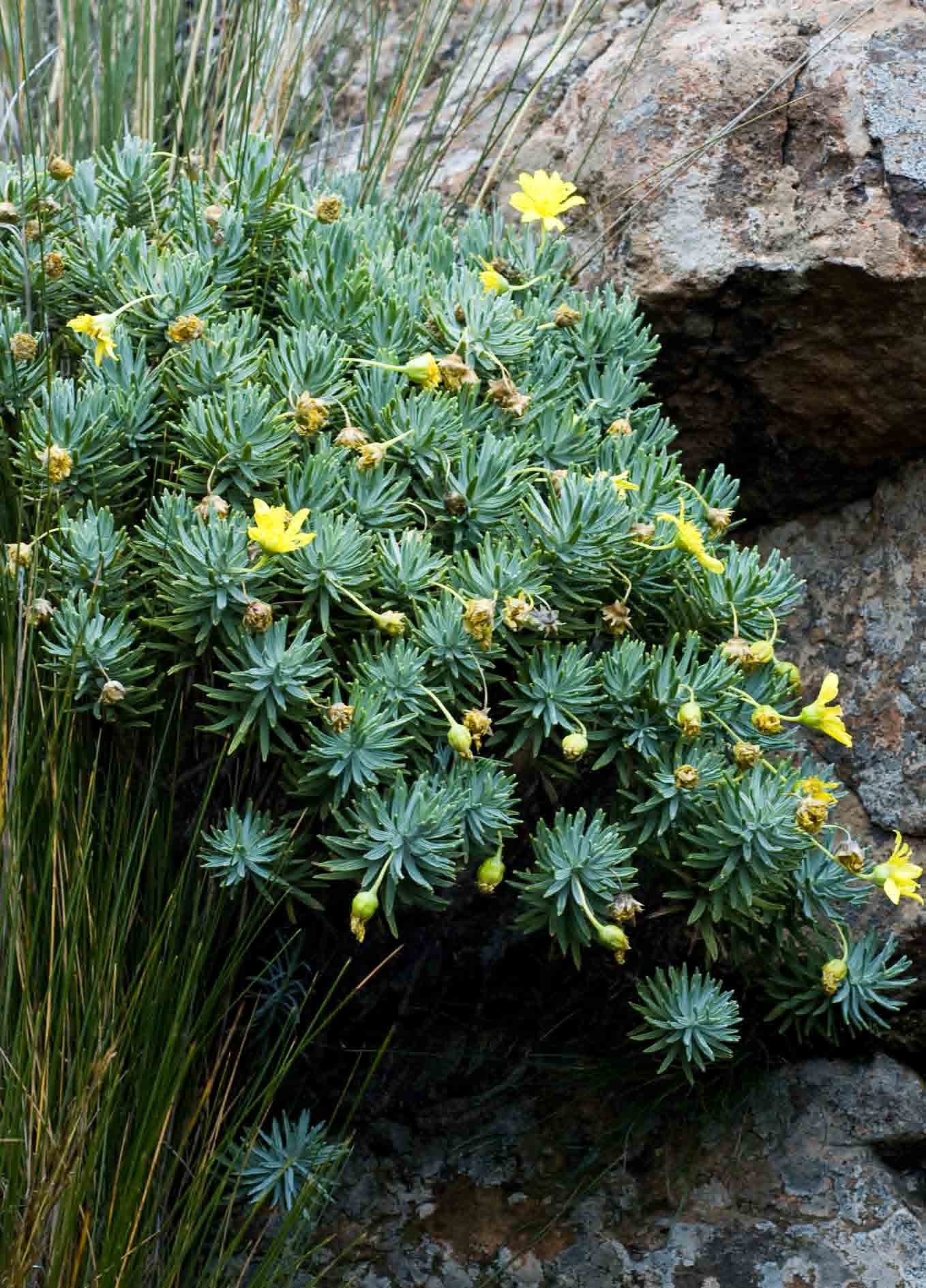 Euryops acraeus M.D.Hend.