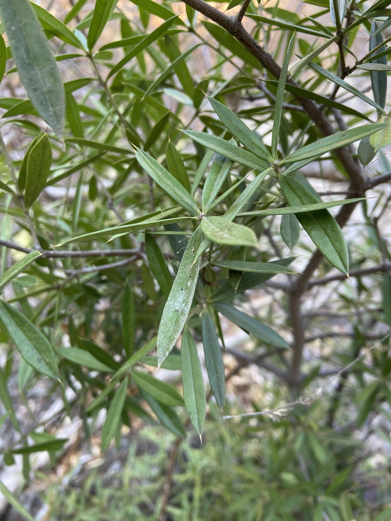 Bonellia macrocarpa (Cav.) B.Ståhl & Källersjö