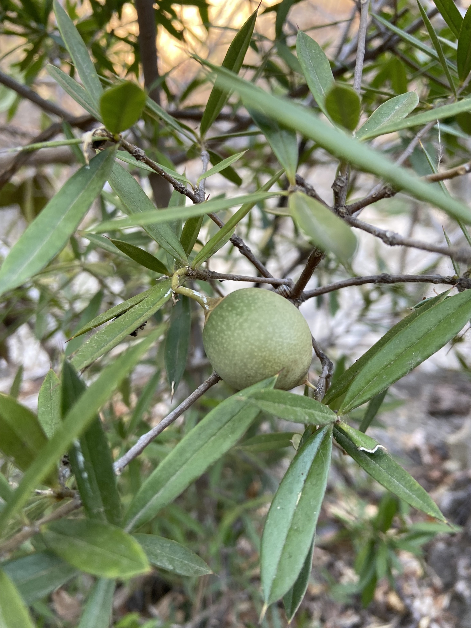 Bonellia macrocarpa (Cav.) B.Ståhl & Källersjö