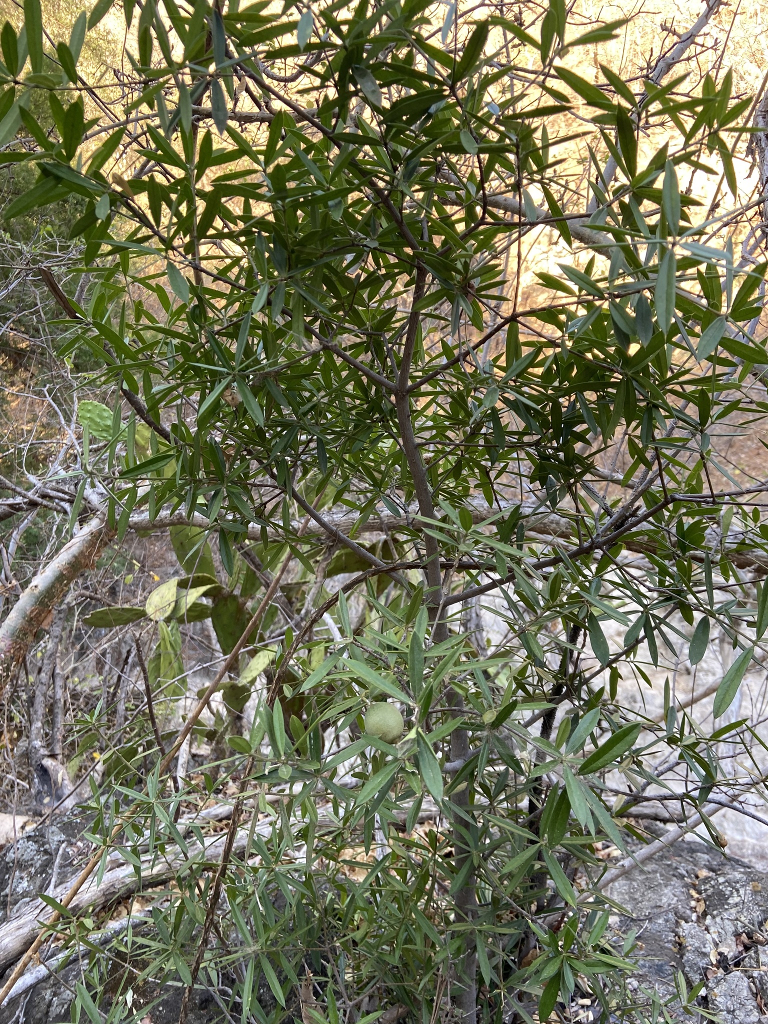 Bonellia macrocarpa (Cav.) B.Ståhl & Källersjö