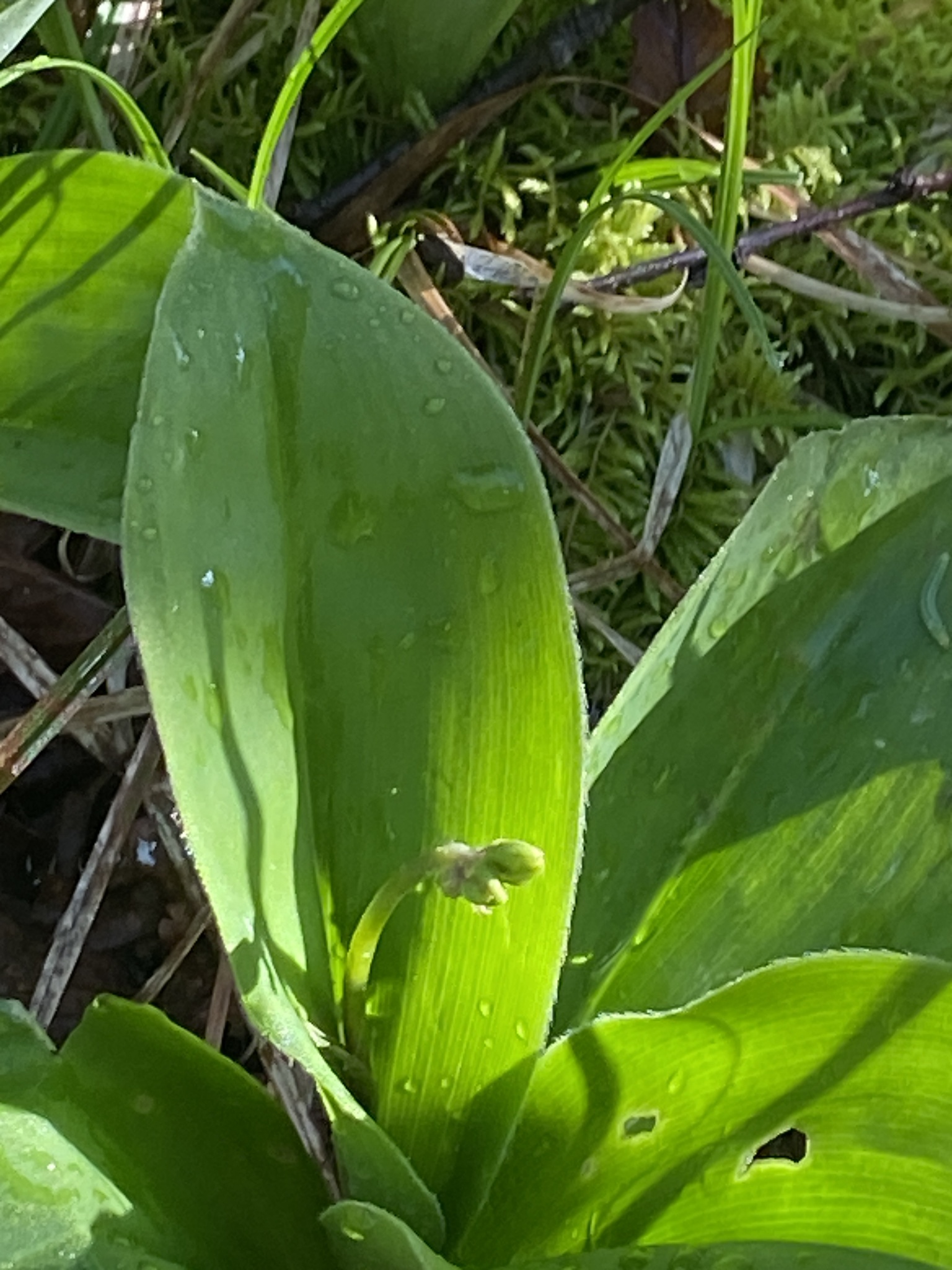 Clintonia borealis (Aiton) Raf.