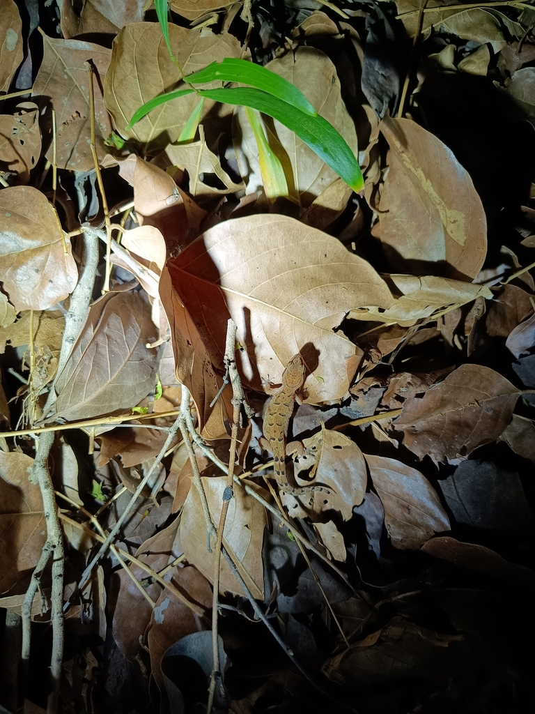 Clouded Bent-toed Gecko from Anandapuram, Andhra Pradesh 530052, India ...