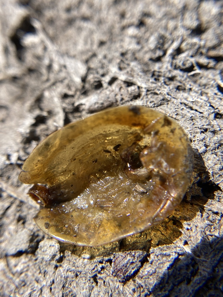 Vernal Pool Tadpole Shrimp in April 2023 by Molly Sandomire · iNaturalist