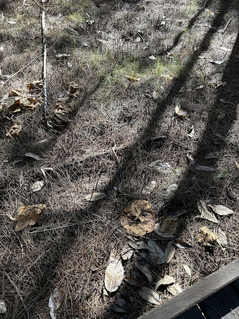 Common keelback from Moreton Bay Marine Park, Cleveland, QLD, AU on ...
