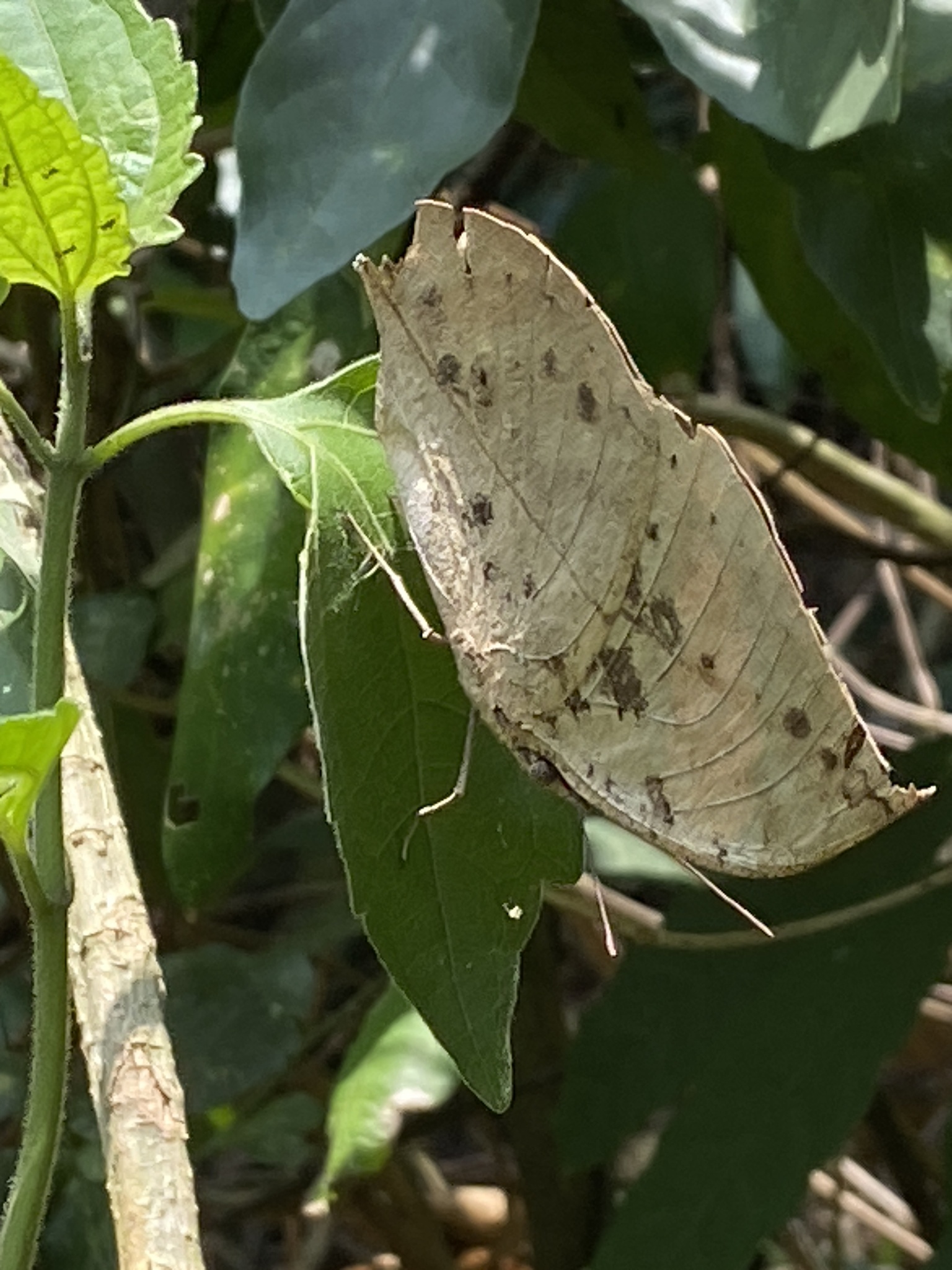 Kallima inachus Boisduval, 1836