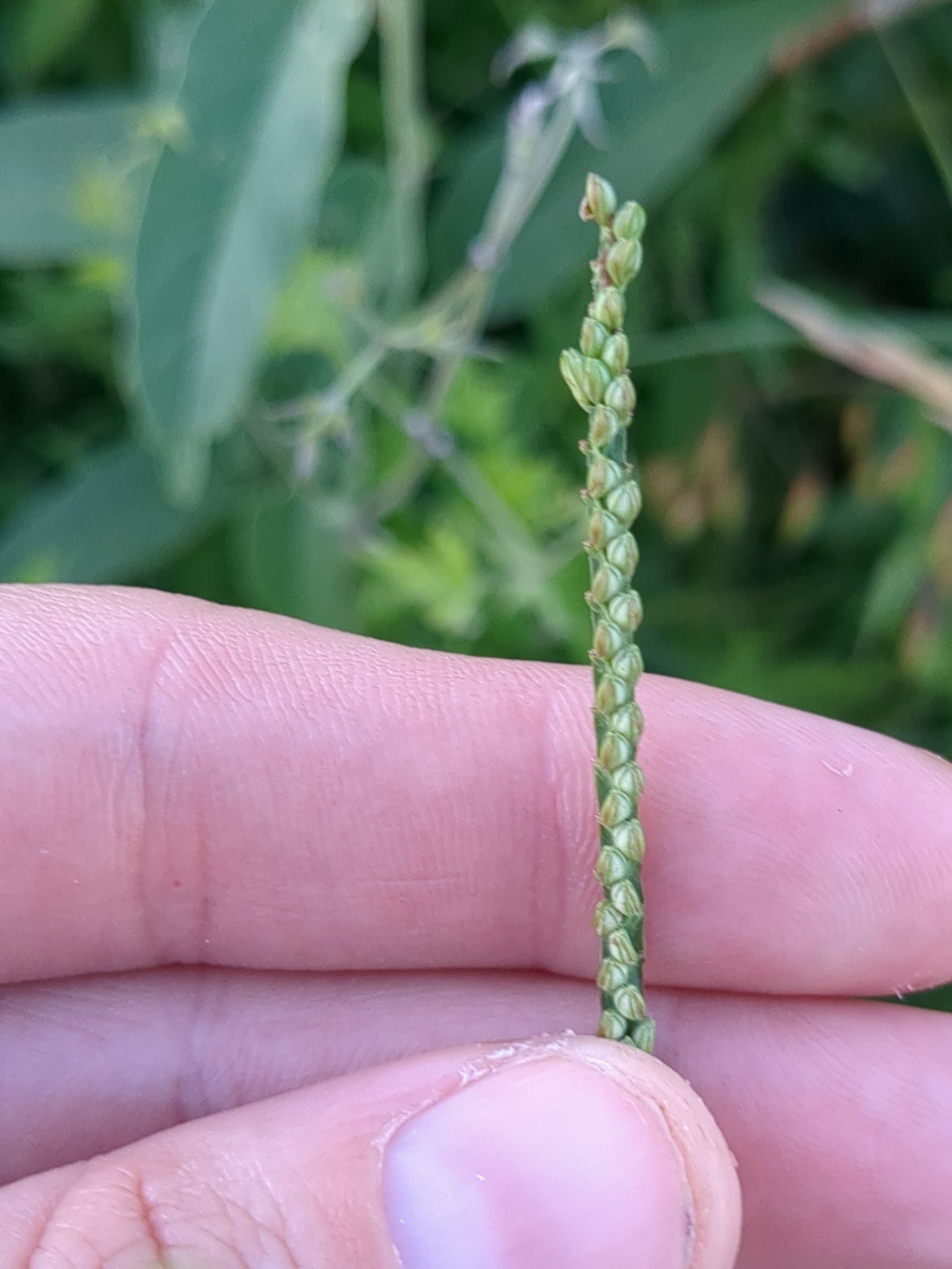 Paspalum pubiflorum Rupr. ex E.Fourn.