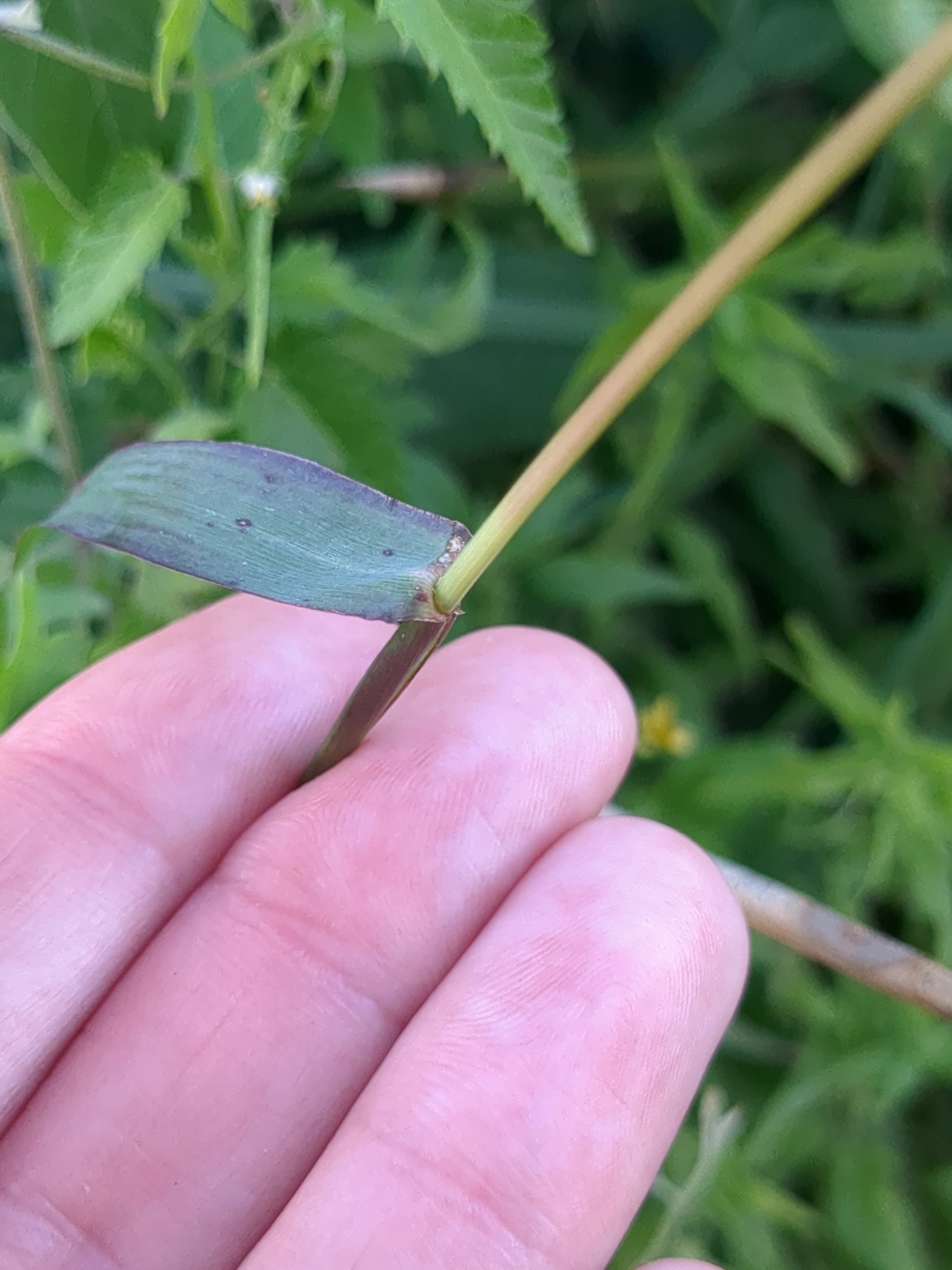 Paspalum pubiflorum Rupr. ex E.Fourn.
