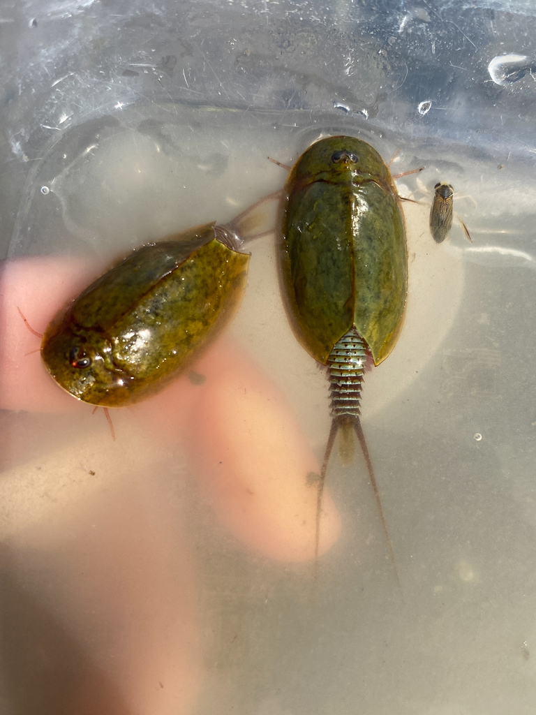 Vernal Pool Tadpole Shrimp in April 2023 by Merav Vonshak · iNaturalist