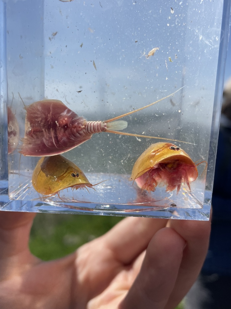 Vernal Pool Tadpole Shrimp in April 2023 by Christian Schwarz · iNaturalist