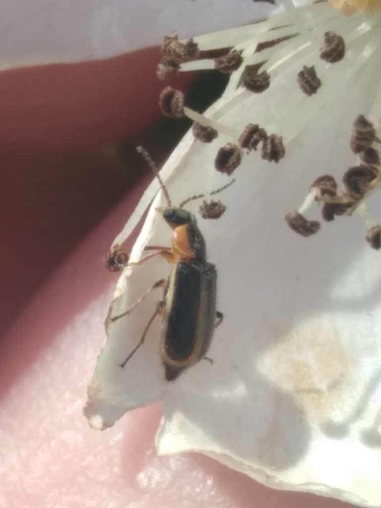 Attalus circumscriptus from Blanchard, OK, USA on April 29, 2023 at 03: ...