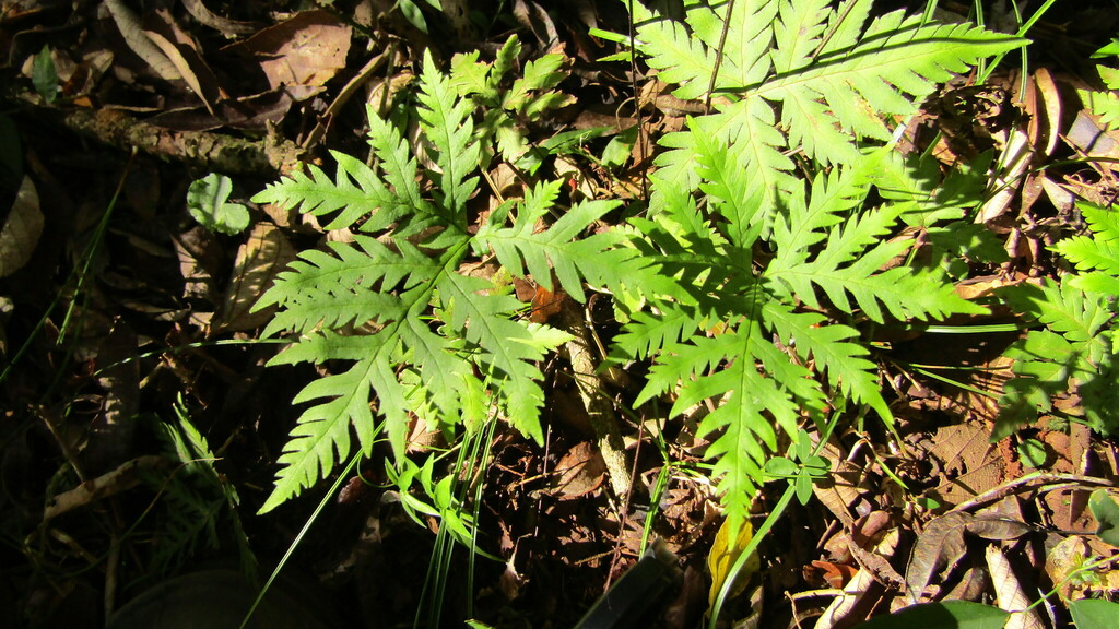 Geranium Fern from Cruz Alta - RS, Brazil on April 29, 2023 at 09:00 AM ...