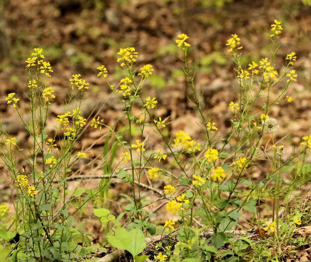 field mustard from Bays Mtn. Park, TN, USA on April 29, 2023 at 12:12 ...
