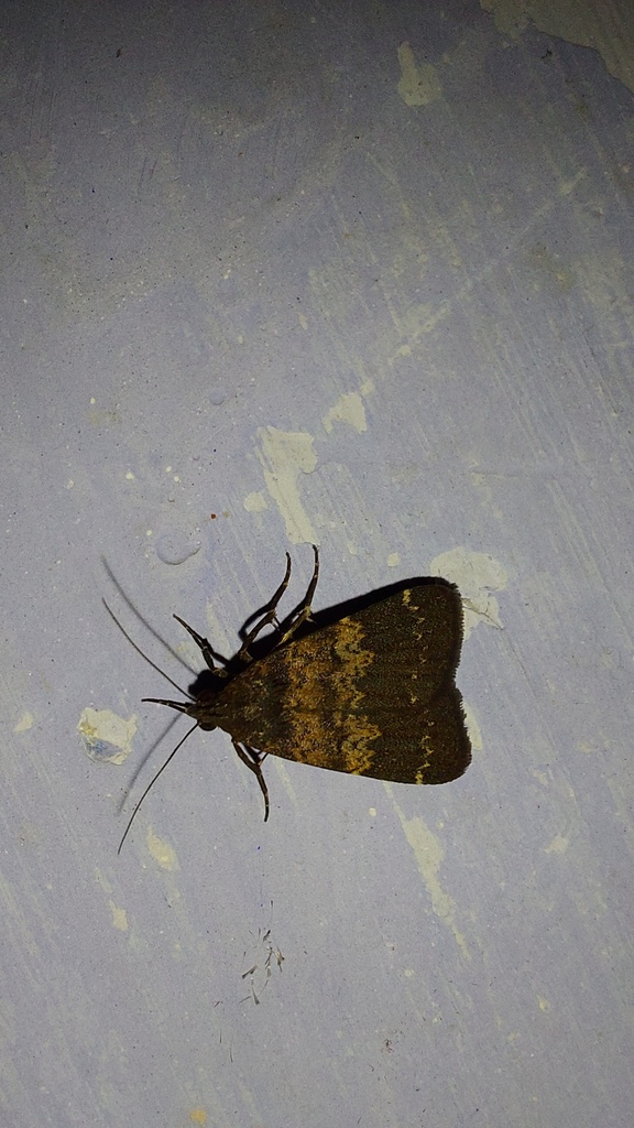 Litter Moths from Digboi, Assam 786171, India on April 29, 2023 at 06: ...