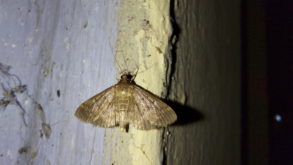 Pearl Moths from Digboi, Assam 786171, India on April 29, 2023 at 06:48 ...