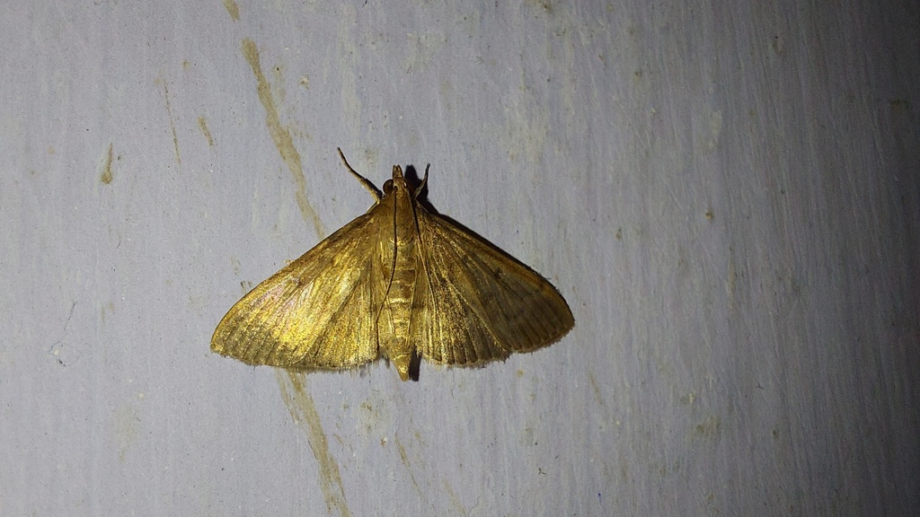 Pearl Moths from Digboi, Assam 786171, India on April 29, 2023 at 08:16 ...