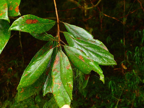 Litsea elongata · iNaturalist