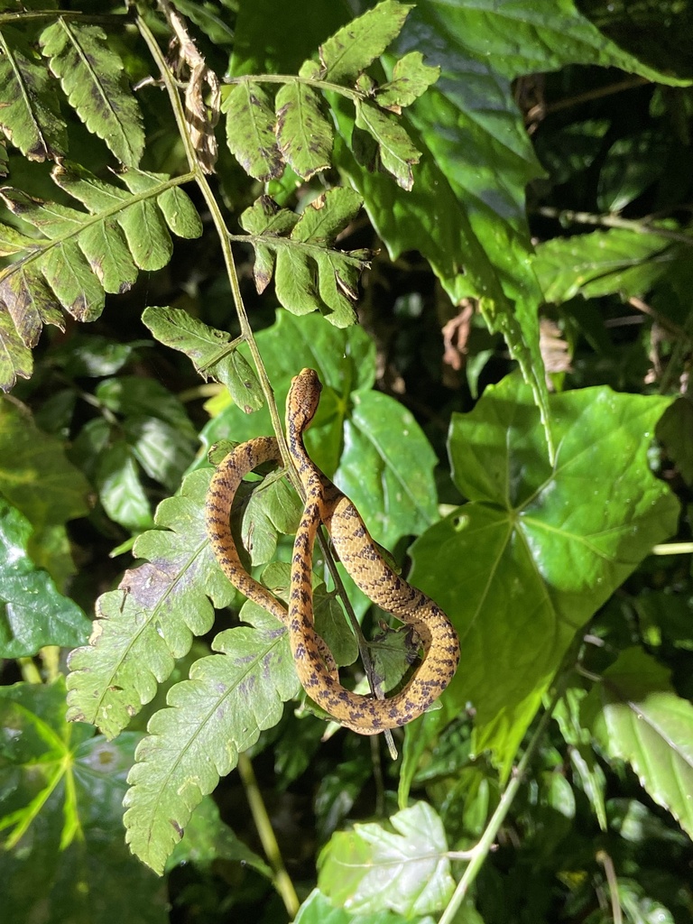 Atayal Slug-eating Snake from 三芝區, TW on April 29, 2023 at 08:42 PM by ...