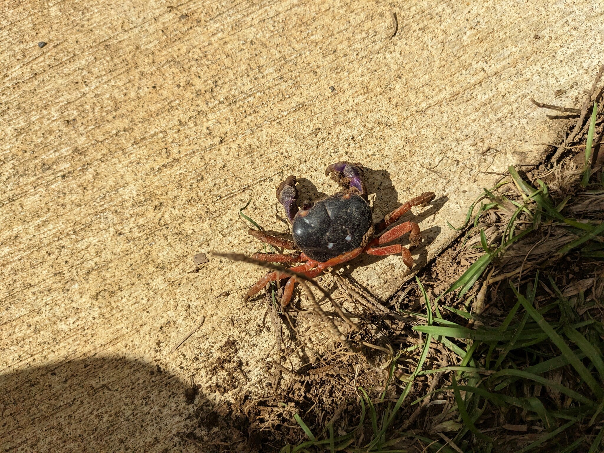 Gecarcinus quadratus de Saussure, 1853